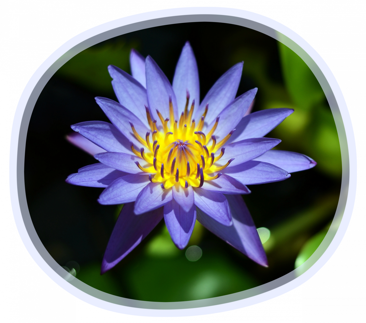 Sanjeevini - Sanjeevini